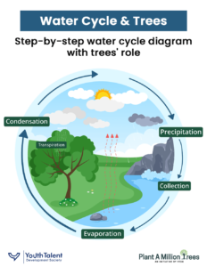 How Trees Help the Water Cycle & Conserve Water - Plant a Million Trees
