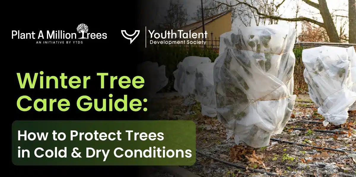 Winter Tree Care Guide: How to Protect Trees in Cold & Dry Conditions
