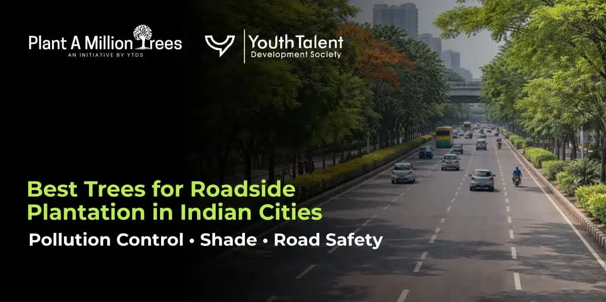 Best Trees for Roadside Plantation in Indian Cities | Pollution & Shade